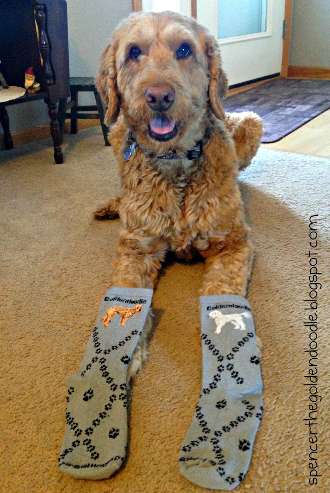 Spencer the Goldendoodle: Socks
